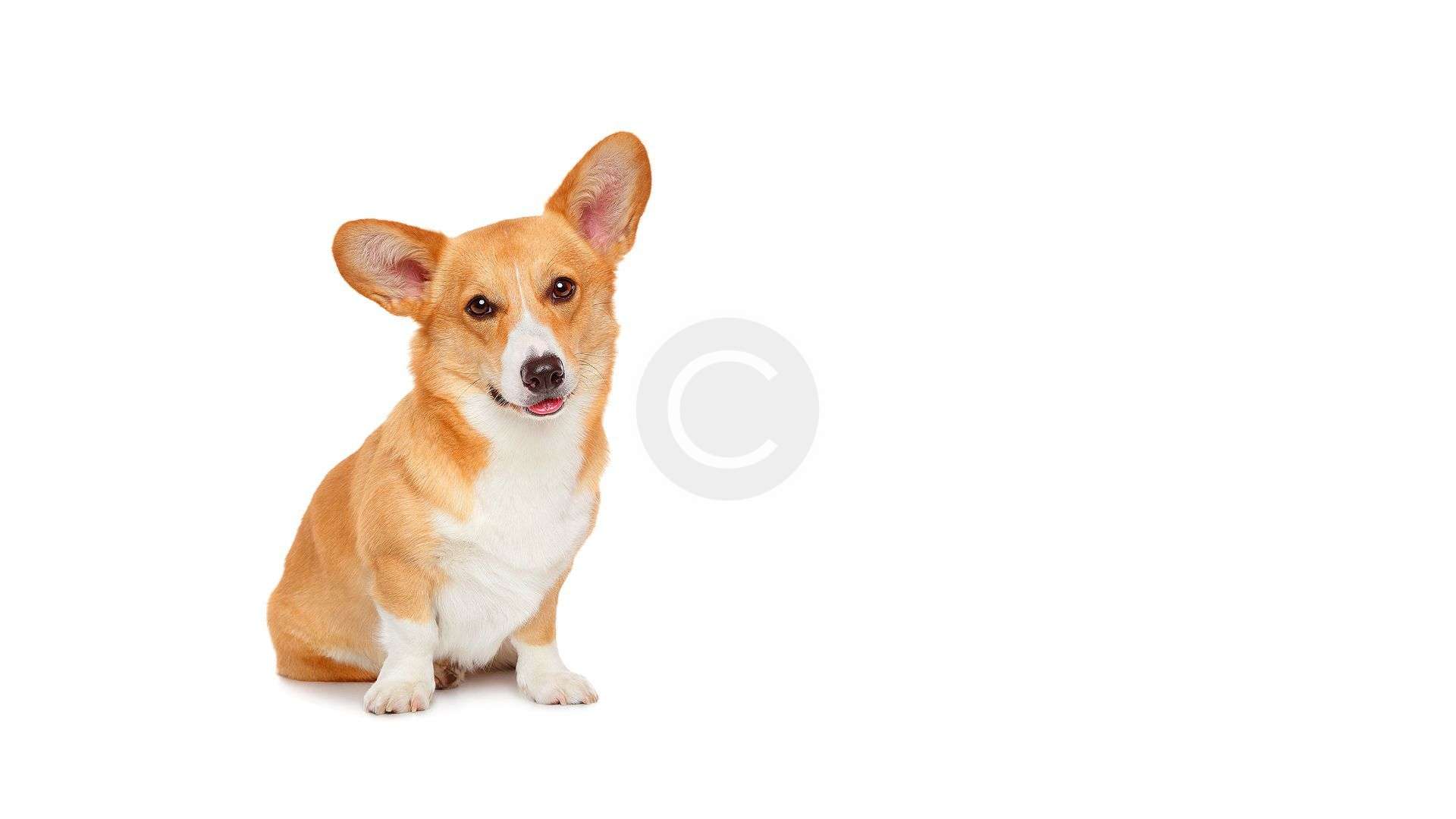 Pembroke Welsh Corgis & American Corgis Puppies for Sale